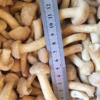 China Fruits Frozen Mushroom IQF Frozen Nameko for sale