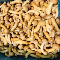 China Fruits Frozen Mushroom IQF Frozen Nameko for sale