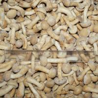 China Fruits Frozen Mushroom IQF Frozen Nameko for sale