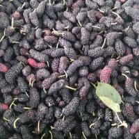 China Frozen Mulberries Frozen Fruit IQF Mulberries Frozen Fruit for sale