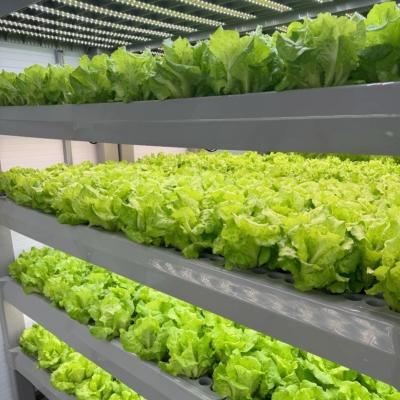 China Greenhouse for Soilless Cultivation of Large-Scale Vegetable and Fruit Production for sale