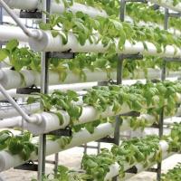 China Greenhouse for Soilless Cultivation of Large-Scale Vegetable and Fruit Production for sale