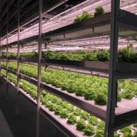 China Greenhouse for Soilless Cultivation of Large-Scale Vegetable and Fruit Production for sale