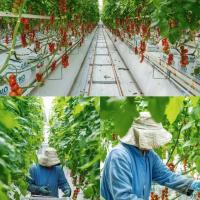 China Greenhouse for Soilless Cultivation of Large-Scale Vegetable and Fruit Production for sale