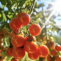 China Greenhouse for Soilless Cultivation of Large-Scale Vegetable and Fruit Production for sale