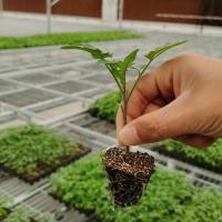 China JX-A006 Large Size Venlo PC Polycarbonate Greenhouse for Commercial and Agricultural for sale
