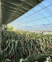 China 20.000kg Package Gross Weight Film Cover Water Pipe Hydroponics Greenhouse Solution for sale