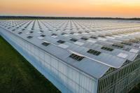 China Shipping Cost Agricultural Multi-Span Plastic Tunnel Film Greenhouse Customization for sale