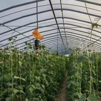 China US 20/Piece Vegetable Greenhouse with Single-Span Agriculture Tunnel Plastic Film for sale