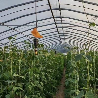 China US 20/Piece Vegetable Greenhouse with Single-Span Agriculture Tunnel Plastic Film for sale