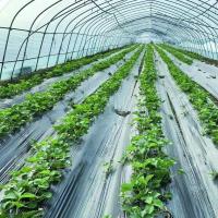 China US 20/Piece Vegetable Greenhouse with Single-Span Agriculture Tunnel Plastic Film for sale