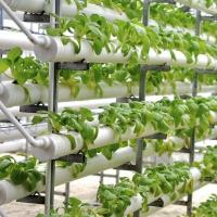 China US 20/Piece Vegetable Greenhouse with Single-Span Agriculture Tunnel Plastic Film for sale
