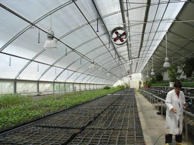 China 20.000kg Package Gross Weight Multi Span Tomato Cucumber Strawberry Growing Greenhouse for sale