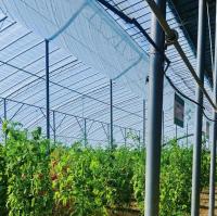 China Hydroponics Cultivation Method Single Layer Film Greenhouse for Lettuce/Spinach/Cerly for sale