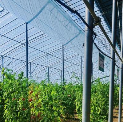 China Hydroponics Cultivation Method Single Layer Film Greenhouse for Lettuce/Spinach/Cerly for sale
