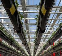 China Hydroponics Cultivation Method Single Layer Film Greenhouse for Lettuce/Spinach/Cerly for sale