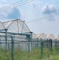 China Hydroponics Cultivation Method Single Layer Film Greenhouse for Lettuce/Spinach/Cerly for sale