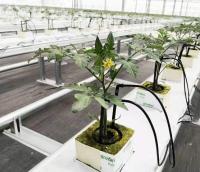 China Hydroponics Cultivation Method Single Layer Film Greenhouse for Lettuce/Spinach/Cerly for sale