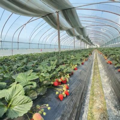 China JX-A00160 Drip Irrigation Tunnel Greenhouse for Agriculture Customized to Your Needs for sale