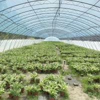 China JX-A00160 Drip Irrigation Tunnel Greenhouse for Agriculture Customized to Your Needs for sale