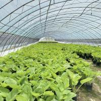 China JX-A00160 Drip Irrigation Tunnel Greenhouse for Agriculture Customized to Your Needs for sale