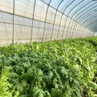 China JX-A00160 Drip Irrigation Tunnel Greenhouse for Agriculture Customized to Your Needs for sale