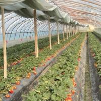 China Affordable Shipping Cost for Cocopeat Growing System Tunnel Greenhouse JX-A00161 for sale