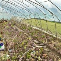 China Affordable Shipping Cost for Cocopeat Growing System Tunnel Greenhouse JX-A00161 for sale