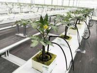 China Blackout Mushroom Greenhouse for Large-Scale Mushroom Production and Cultivation for sale