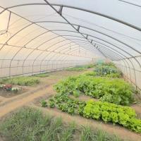 China JX-A00162 Innovative Agriculture Arches Tunnel Greenhouse Kit Estimated Delivery Time for sale