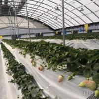 China JX-A00162 Innovative Agriculture Arches Tunnel Greenhouse Kit Estimated Delivery Time for sale