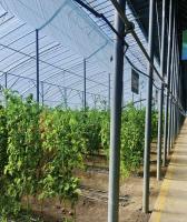 China Multi-Span Tunnel Vegetable Production Greenhouse with 1 Square Meter Minimum Order for sale