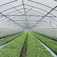 China Economical Single-Span Greenhouse with Hydroponics Large and Affordable Shipping Cost for sale