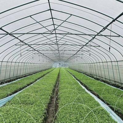 China Economical Single-Span Greenhouse with Hydroponics Large and Affordable Shipping Cost for sale