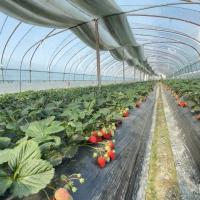 China Economical Single-Span Greenhouse with Hydroponics Large and Affordable Shipping Cost for sale