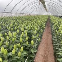 China Economical Single-Span Greenhouse with Hydroponics Large and Affordable Shipping Cost for sale