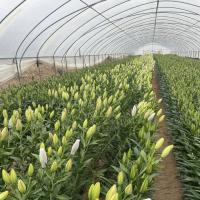 China Economical Single-Span Greenhouse with Hydroponics Large and Affordable Shipping Cost for sale