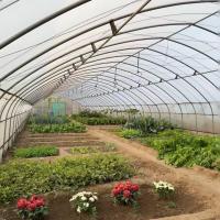 China Economical Single-Span Greenhouse with Hydroponics Large and Affordable Shipping Cost for sale