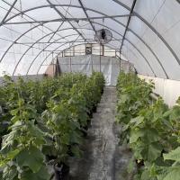 China 30-Day Return Refunds Get a Refund for Our Multi-Span Agriculture Tunnel Greenhouse Kit for sale