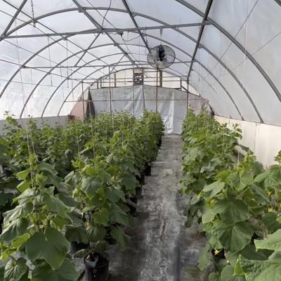 China 30-Day Return Refunds Get a Refund for Our Multi-Span Agriculture Tunnel Greenhouse Kit for sale