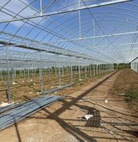 China Large Aquaculture Tomato Cucumber Strawberry Hydroponics Greenhouse with High Yield for sale