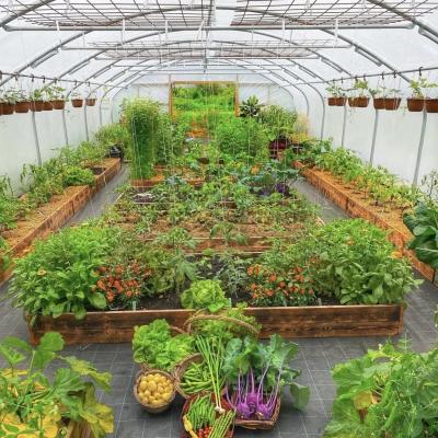 China Tunnel Greenhouse for Vegetables and Tomatoes Package Size 50.00cm * 60.00cm * 50.00cm for sale
