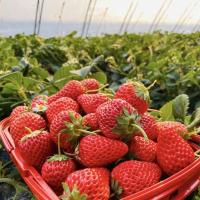 China Tunnel Greenhouse for Vegetables and Tomatoes Package Size 50.00cm * 60.00cm * 50.00cm for sale