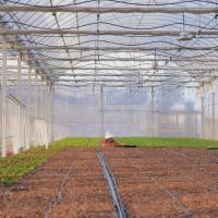 China Origin Eco Greenhouse for Tomato/Capsicum/Cucumber Steel Structure and Shipping Cost for sale