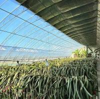 China Tomato/Strawberry/Lettuce Multi-Span Commercial Greenhouse with Plastic Film Cover for sale