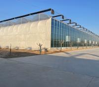 China Tomato/Strawberry/Lettuce Multi-Span Commercial Greenhouse with Plastic Film Cover for sale