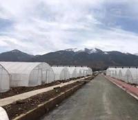 China Tomato/Strawberry/Lettuce Multi-Span Commercial Greenhouse with Plastic Film Cover for sale