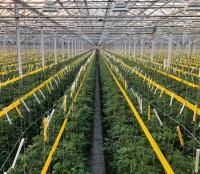 China Tomato/Strawberry/Lettuce Multi-Span Commercial Greenhouse with Plastic Film Cover for sale