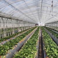 China Large Affordable Hydroponic Tunnel Greenhouse Solution Package Gross Weight 20.000kg for sale