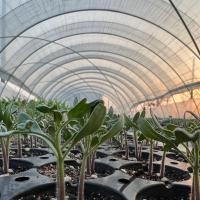 China Large Affordable Hydroponic Tunnel Greenhouse Solution Package Gross Weight 20.000kg for sale